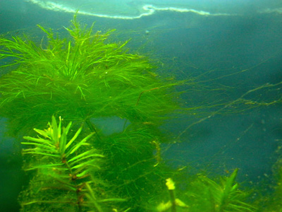Zelená vláknitá riasa / žabí vlas / | Viac informácií na Akvaland.sk