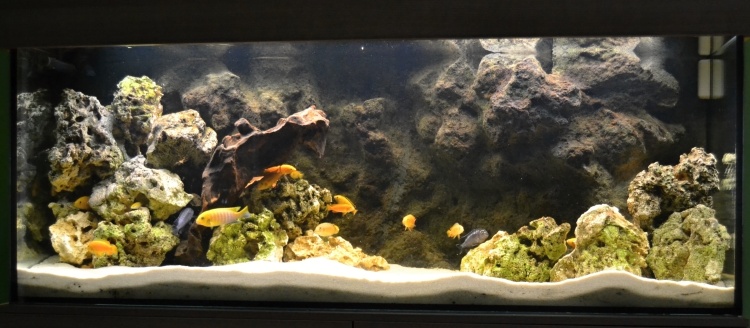 Akvarium Malawi 550l
