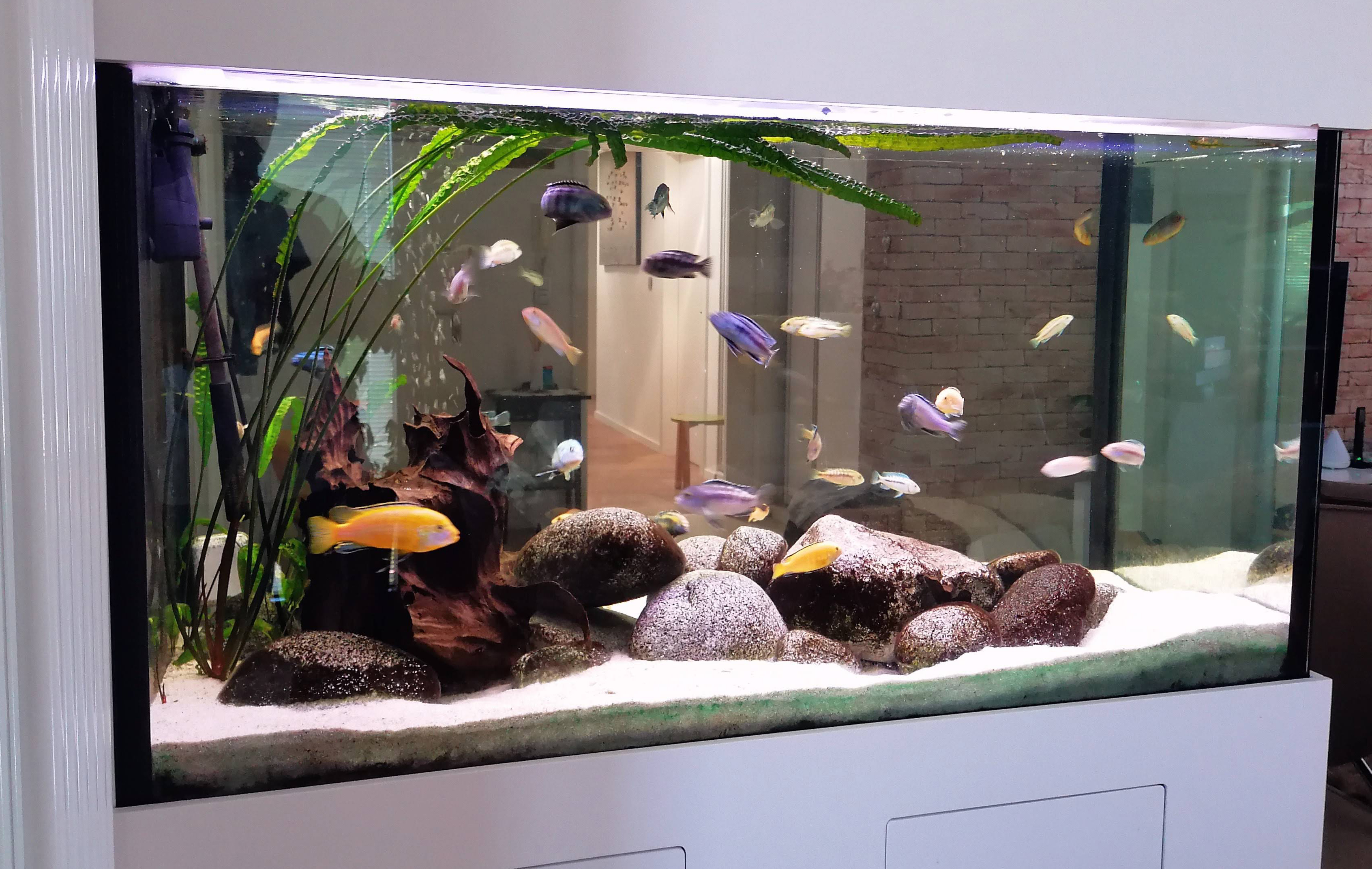 Akvárium 130x60x70cm 546l - Malawi | Viac informácií na Akvaland.sk